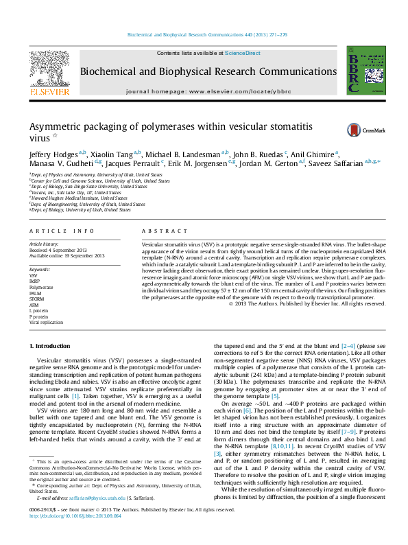 (PDF) Asymmetric packaging of polymerases within vesicular stomatitis ...