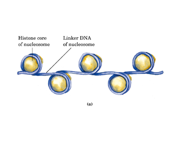 Pdf Nucleosome Phasing