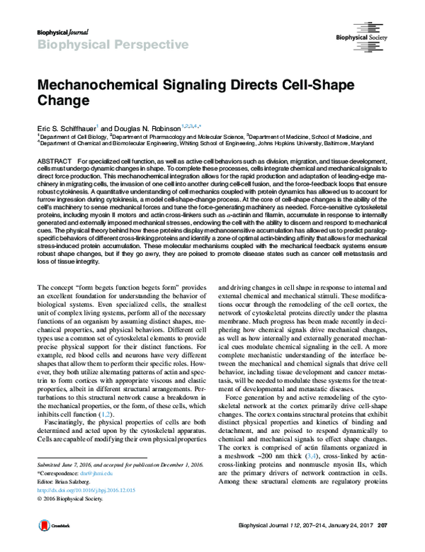 (PDF) Mechanochemical Signaling Directs Cell-Shape Change