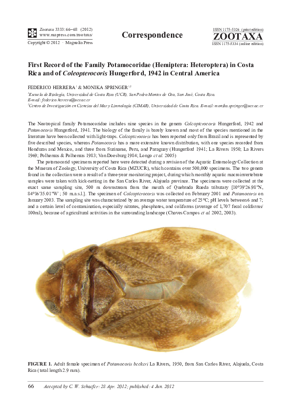 (PDF) First Record of the Family Potamocoridae (Hemiptera: Heteroptera ...
