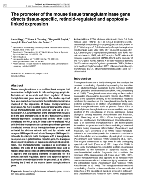 (PDF) The promoter of the mouse tissue transglutaminase gene directs ...