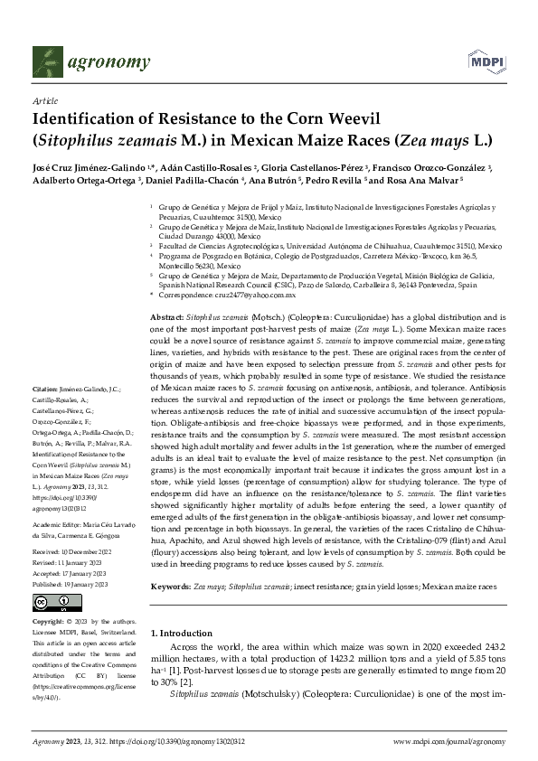 (PDF) Identification of Resistance to the Corn Weevil (Sitophilus ...