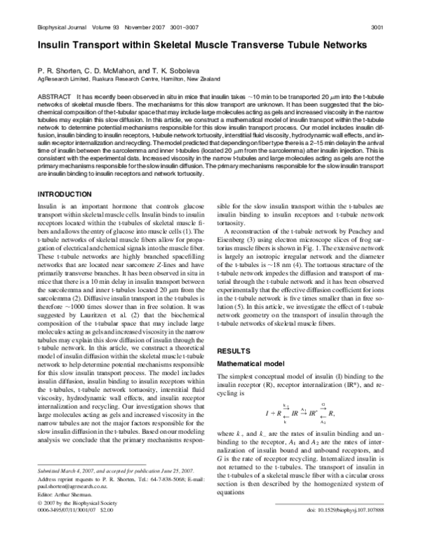 (PDF) Insulin Transport within Skeletal Muscle Transverse Tubule Networks