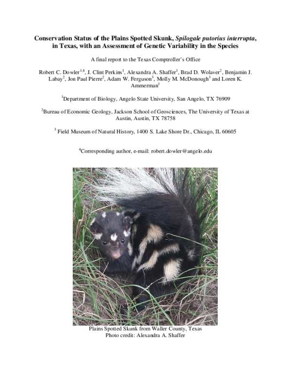 (PDF) Conservation Status of the Plains Spotted Skunk, Spilogale ...