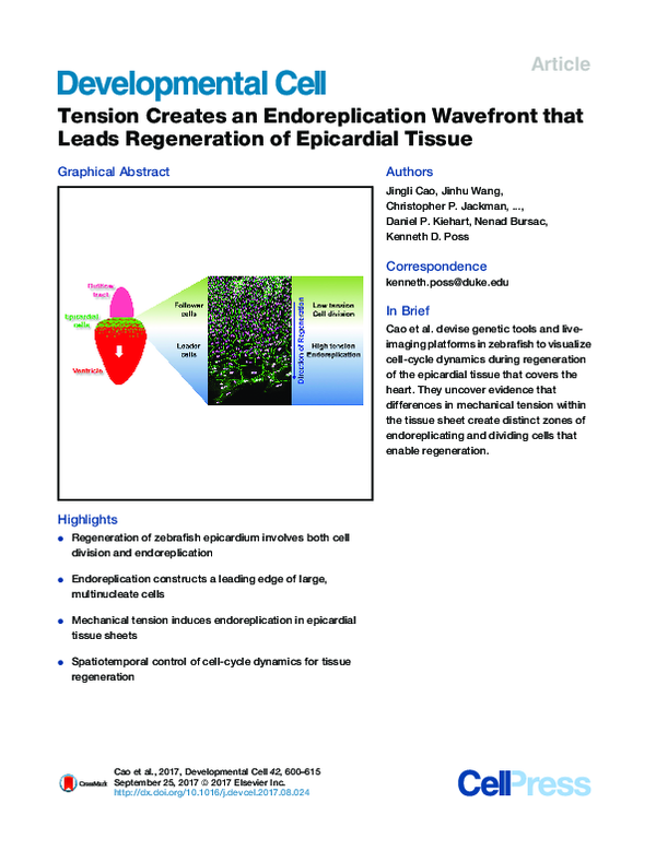 (PDF) Tension Creates an Endoreplication Wavefront that Leads ...