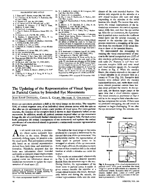 (PDF) Parietal Cortex Updates Visual Space for Eye Movements