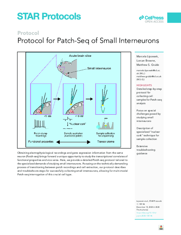 (PDF) Protocol for Patch-Seq of Small Interneurons