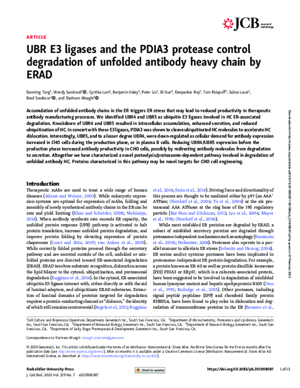 (PDF) UBR E3 ligases and the PDIA3 protease control degradation of ...