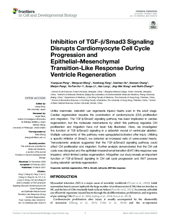 (PDF) Inhibition of TGF-β/Smad3 Signaling Disrupts Cardiomyocyte Cell Cycle Progression and ...