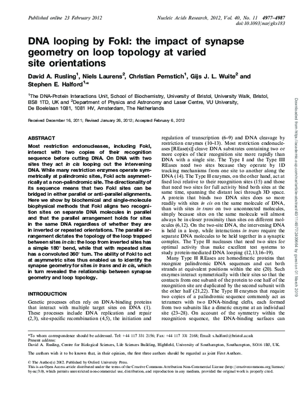 (PDF) DNA looping by FokI: the impact of synapse geometry on loop ...