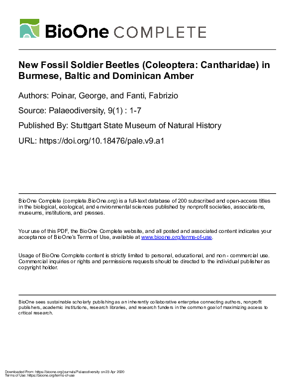 (PDF) New Fossil Soldier Beetles (Coleoptera: Cantharidae) in Burmese ...