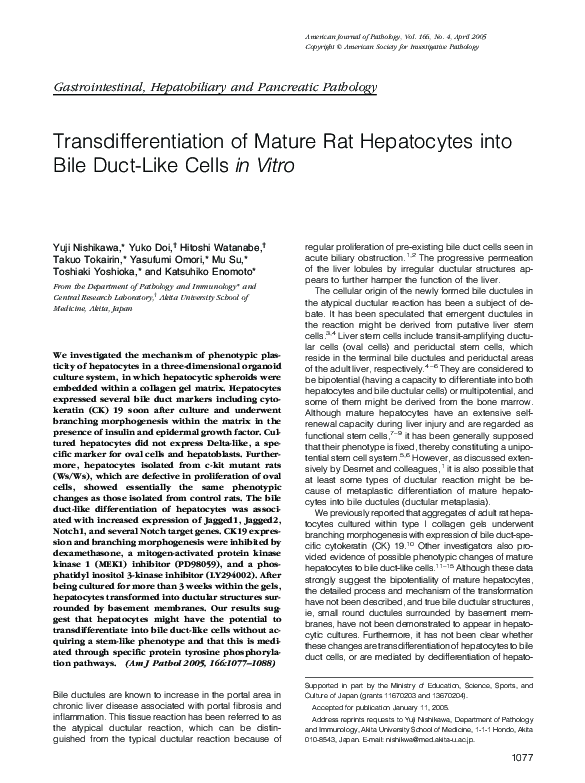 (PDF) Transdifferentiation of Mature Rat Hepatocytes into Bile Duct ...