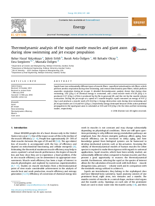(PDF) Thermodynamic analysis of the squid mantle muscles and giant axon during slow swimming and ...