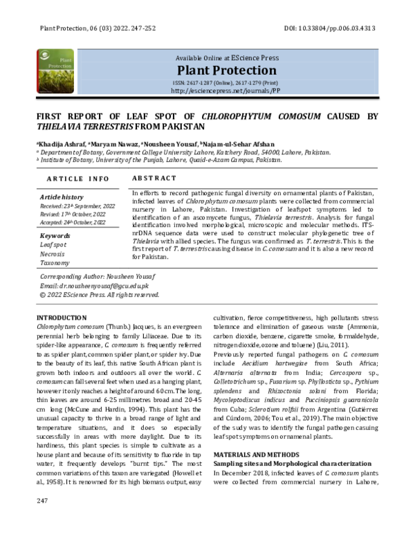(PDF) First Report of Leaf Spot of Chlorophytum comosum caused by ...