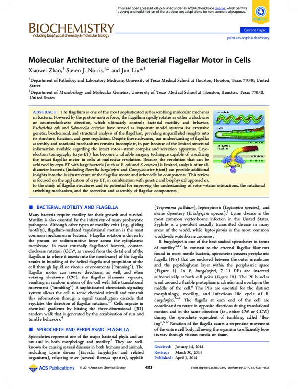 (PDF) Molecular Architecture of the Bacterial Flagellar Motor in Cells