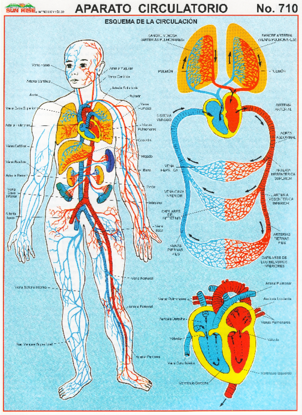 Aparato Circulatorio Comprar Aparato Circulatorio Online En