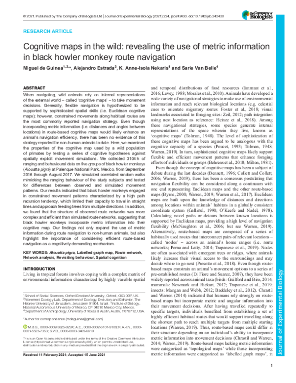 (PDF) Cognitive maps in the wild: revealing the use of metric information in black howler monkey ...