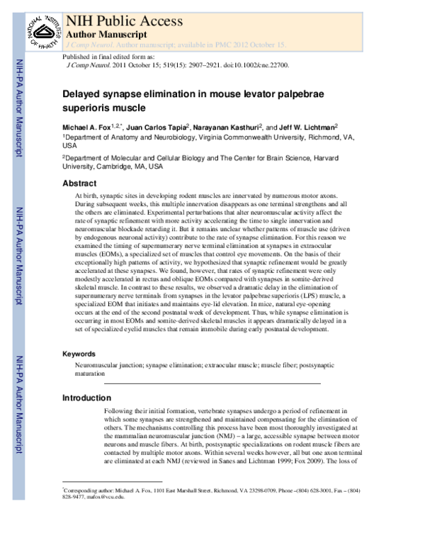 (PDF) Delayed synapse elimination in mouse levator palpebrae superioris muscle | Bobby Kasthuri ...