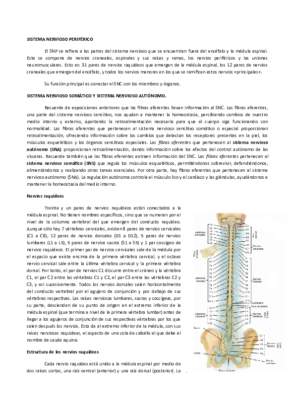 (DOC) SISTEMA NERVIOSO PERIFERICO