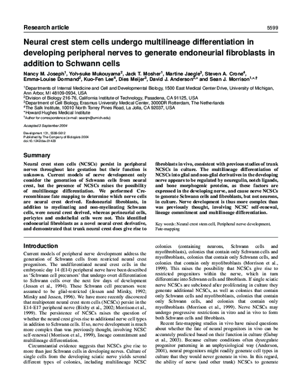 (PDF) Neural crest stem cells undergo multilineage differentiation in ...