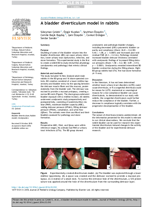 (PDF) A bladder diverticulum model in rabbits