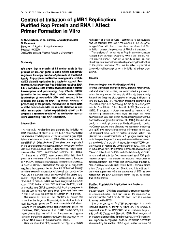 (PDF) Control of initiation of pMB1 replication: Purified rop protein ...