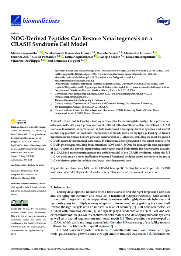 (PDF) NOG-Derived Peptides Can Restore Neuritogenesis on a CRASH ...