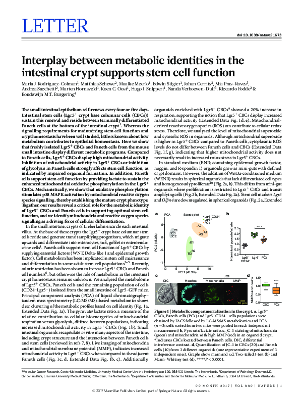 (PDF) Interplay between metabolic identities in the intestinal crypt ...