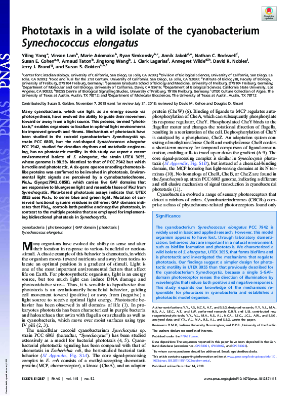 (PDF) Phototaxis in a wild isolate of the cyanobacterium Synechococcus ...