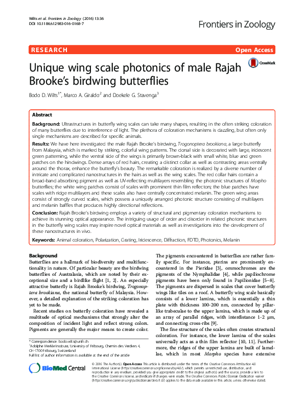 (PDF) Unique wing scale photonics of male Rajah Brooke's birdwing ...