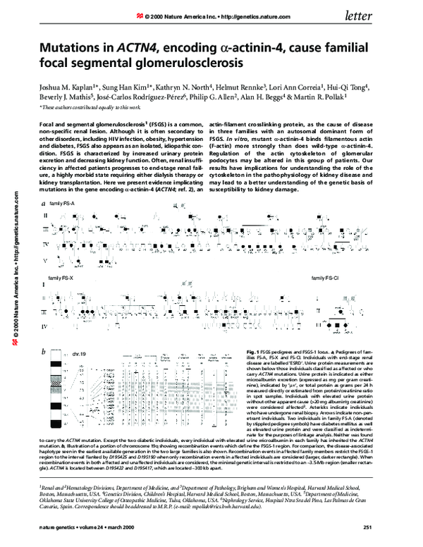(PDF) Mutations in ACTN4, encoding α-actinin-4, cause familial focal ...