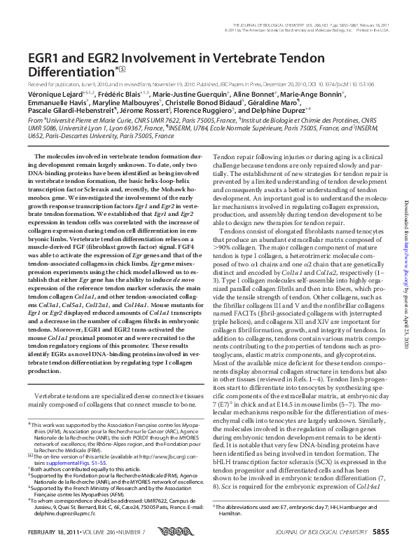 (PDF) EGR1 and EGR2 Involvement in Vertebrate Tendon Differentiation