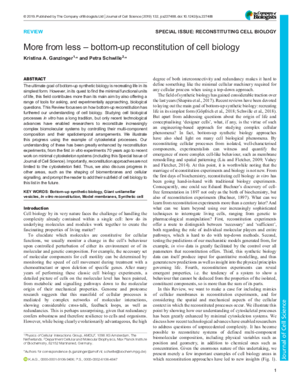(PDF) More from less – bottom-up reconstitution of cell biology