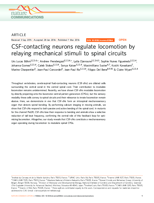(PDF) CSF-contacting neurons regulate locomotion by relaying mechanical ...