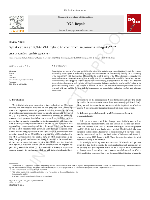 (PDF) What causes an RNA-DNA hybrid to compromise genome integrity?