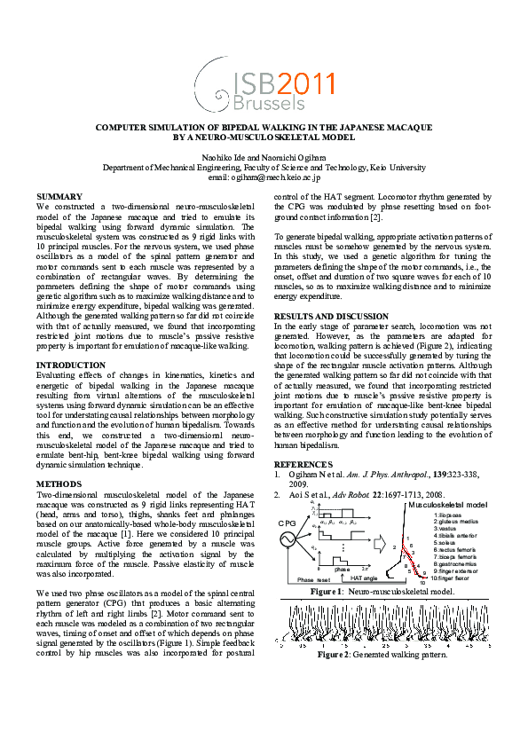 (PDF) Simulation of Bipedal Walking in the Japanese Macaque by a Neuro-Musculoskeletal Model