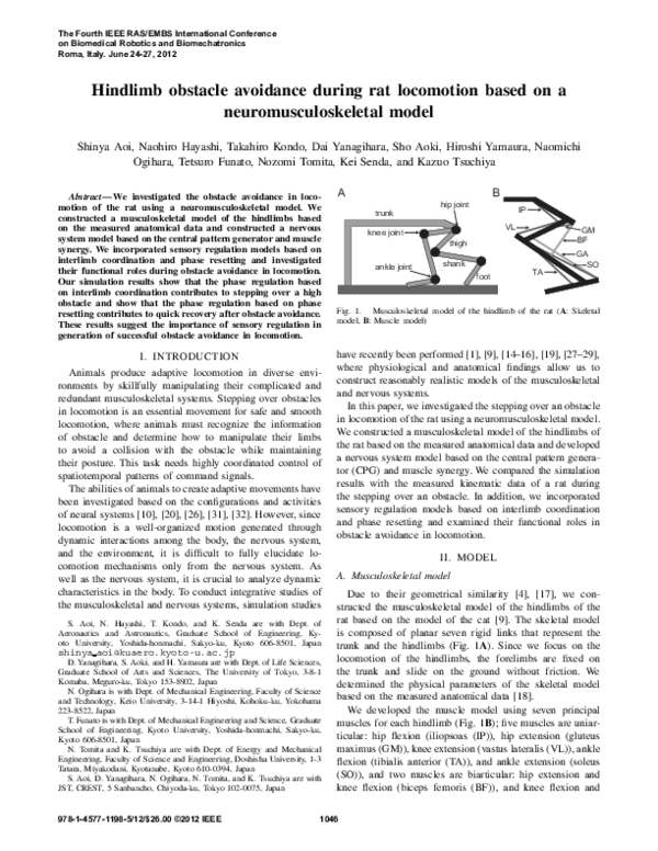 (PDF) Hindlimb obstacle avoidance during rat locomotion based on a neuromusculoskeletal model