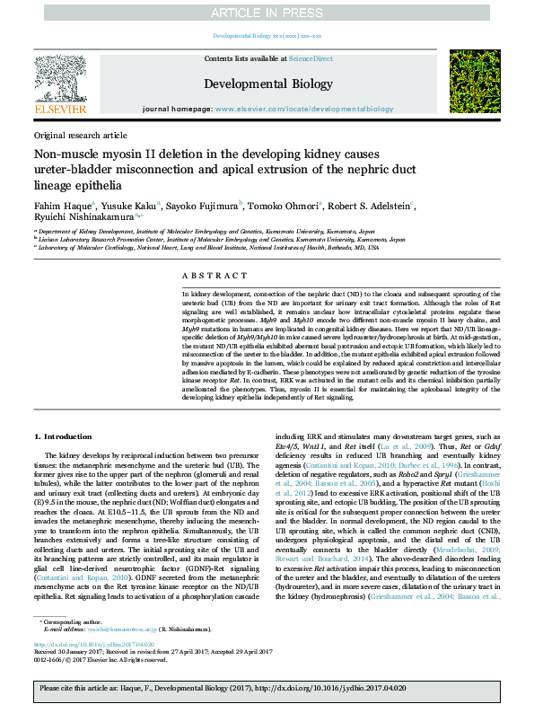 (PDF) Non-muscle myosin II deletion in the developing kidney causes ...