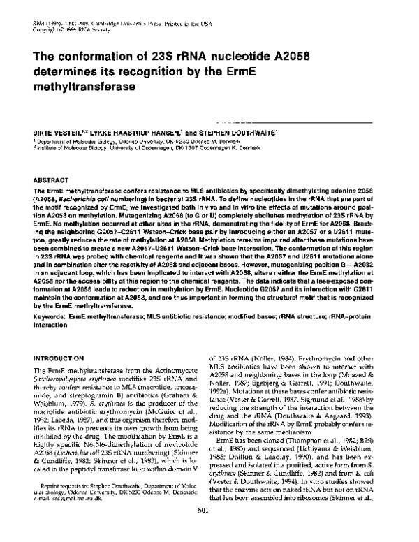 (PDF) The conformation of 23S rRNA nucleotide A2058 determines its ...